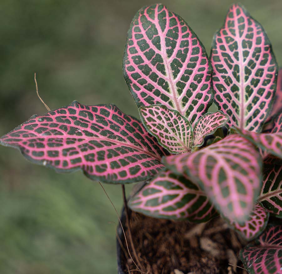 Planta Fitonia Roja - Harmony: Plantas, Arboles y Tierra | En Buga, con ...