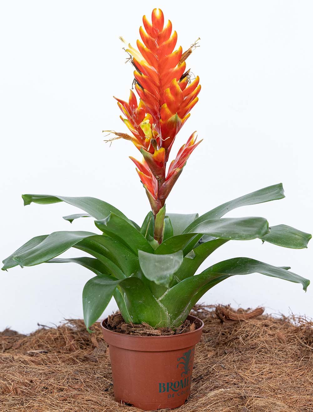 Planta Bromelia Pluma de Indio - Harmony: Plantas, Arboles y Tierra ...