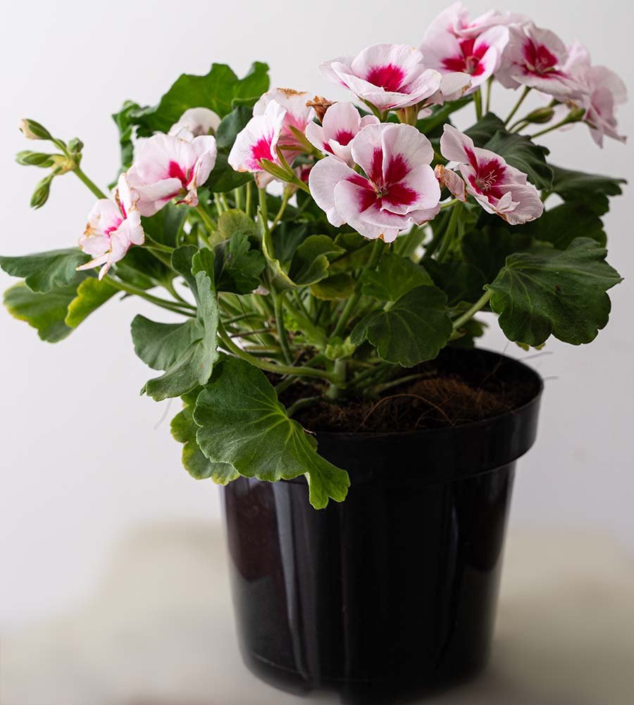 Planta de Flor Geranio Novio Centro Rojo - Harmony: Plantas, Arboles y ...
