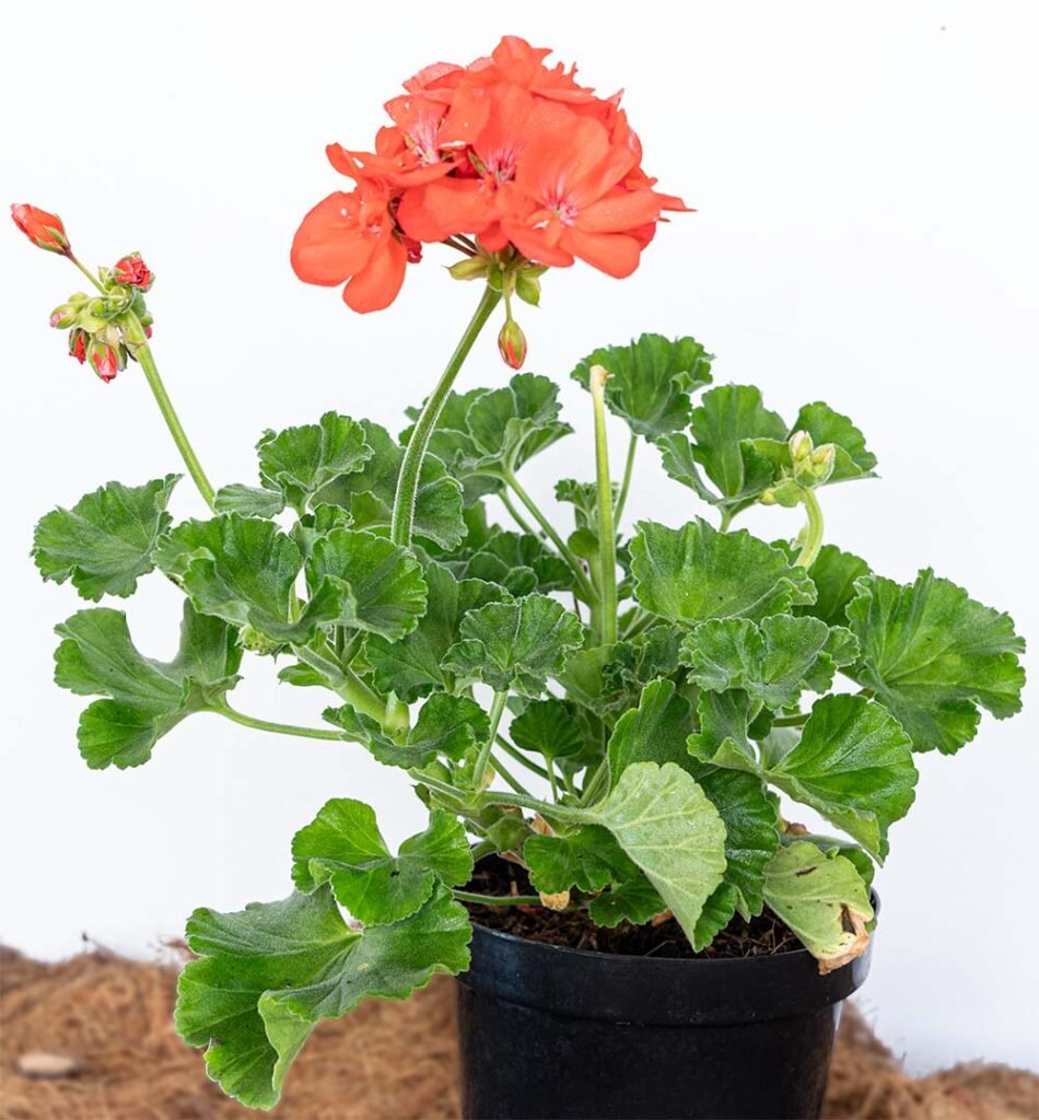 Planta Geranio Novio Rojo - Harmony: Plantas, Arboles y Tierra | En ...