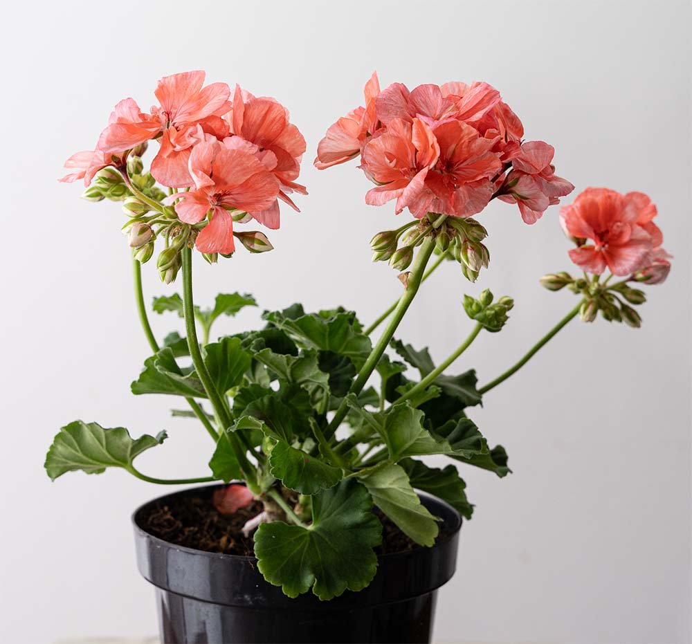Planta Geranio Novio - Harmony: Plantas, Arboles y Tierra | En Buga ...