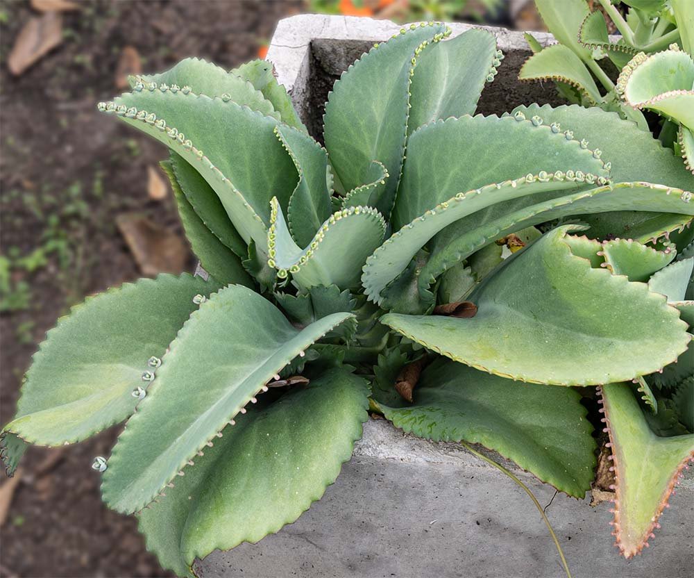 Planta Mala Madre - Harmony: Plantas, Arboles y Tierra | En Buga, con envíos al Valle del Cauca ...