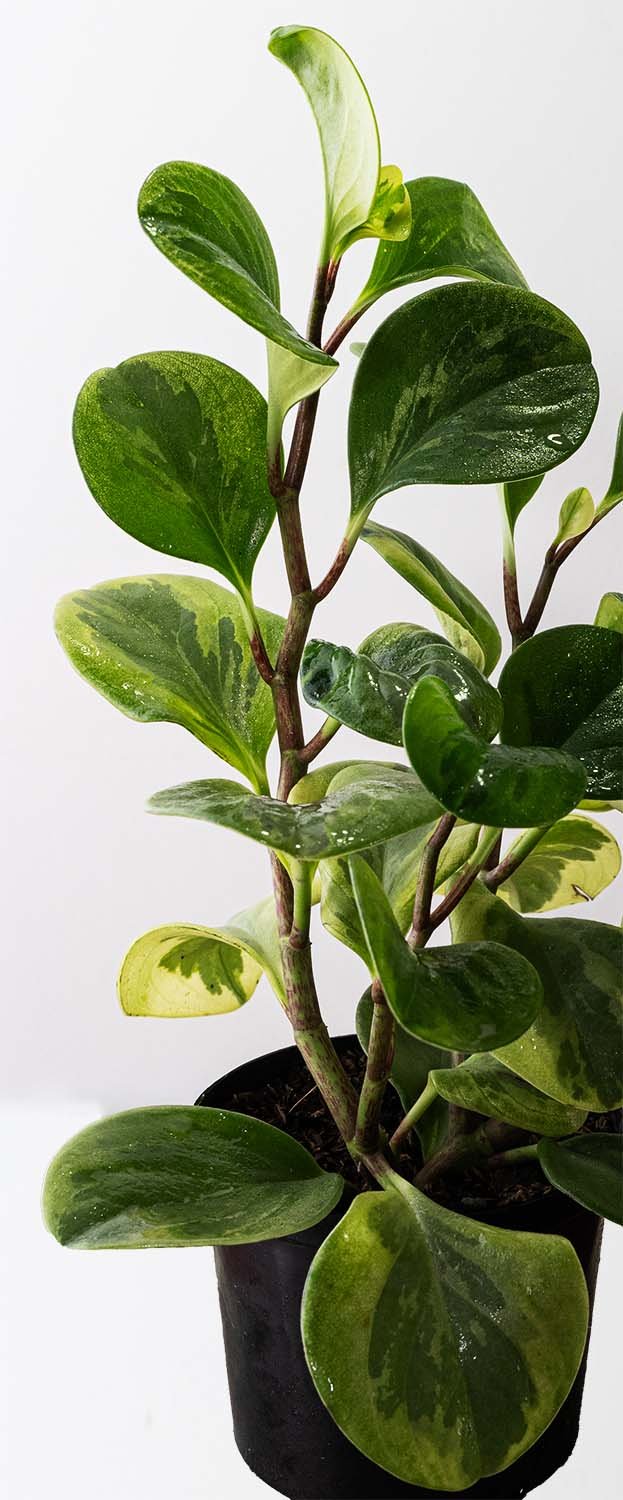Planta Peperomia Conga - Harmony: Plantas, Arboles y Tierra | En Buga ...