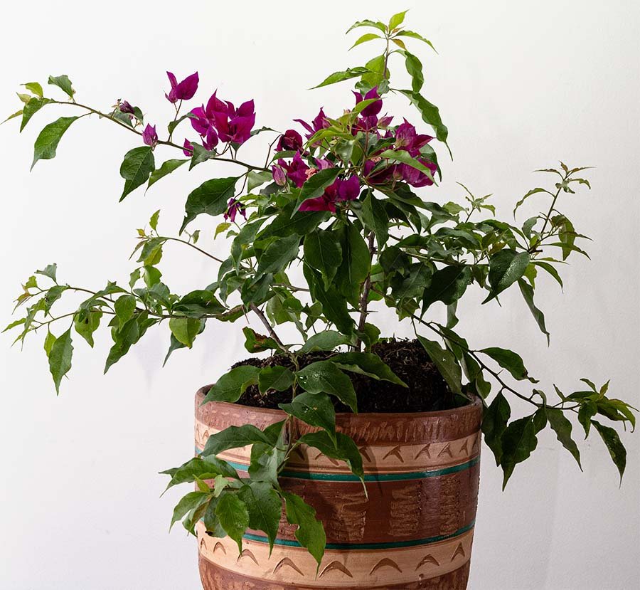 Planta Veranera Carnauva o Bougainvillea - Harmony: Plantas, Arboles y ...