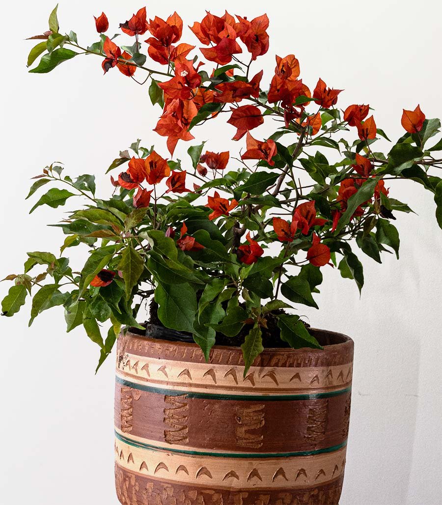 Planta Veranera Rojo Fuego o Bougainvillea - Harmony: Plantas, Arboles ...
