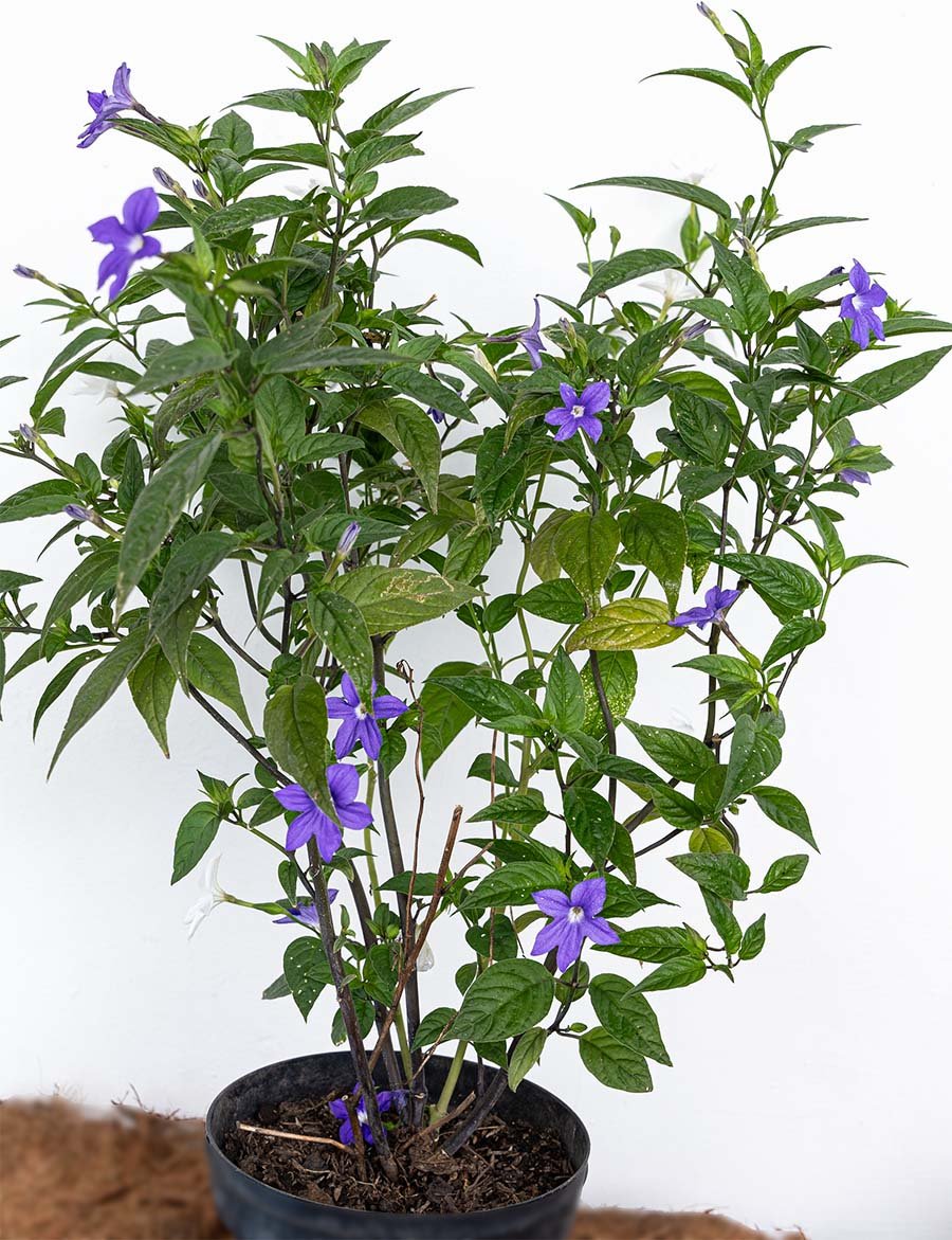 Planta de Flor Alondra Morada o Corydalis solidaEs - Harmony: Plantas ...