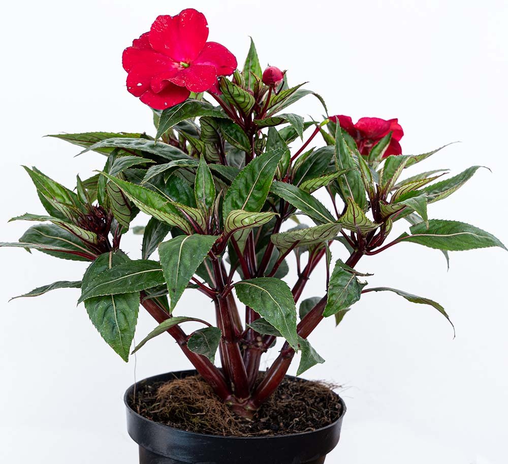 Planta de Flor Besitos Guinea Rojo o Impatiens Walleriana - Harmony ...