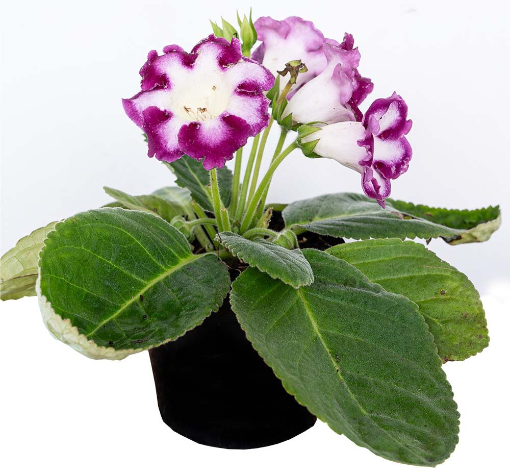 Planta de Flor Gloxinia Morada o Sinningia Speciosa - Harmony: Plantas ...